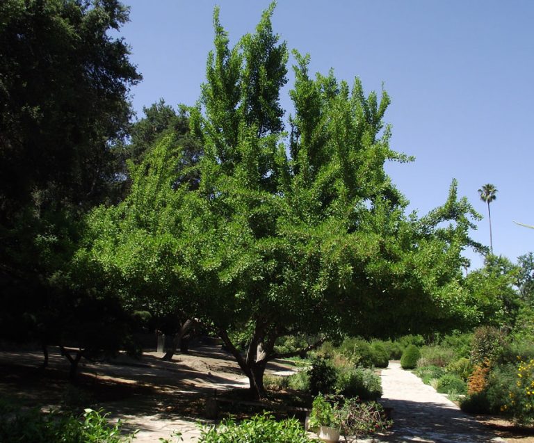 Ginkgo biloba (Ginko dvojlaločné) – užívanie a vedľajšie účinky ...