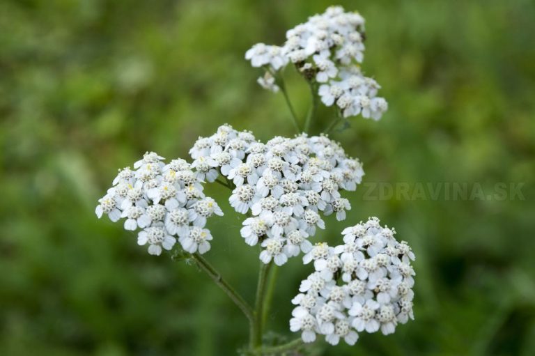 Rebríček Obyčajný (myší chvost) – účinky, použitie, čaj | Zdravina.sk
